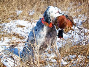Our Dogs - Sweet Point Setters